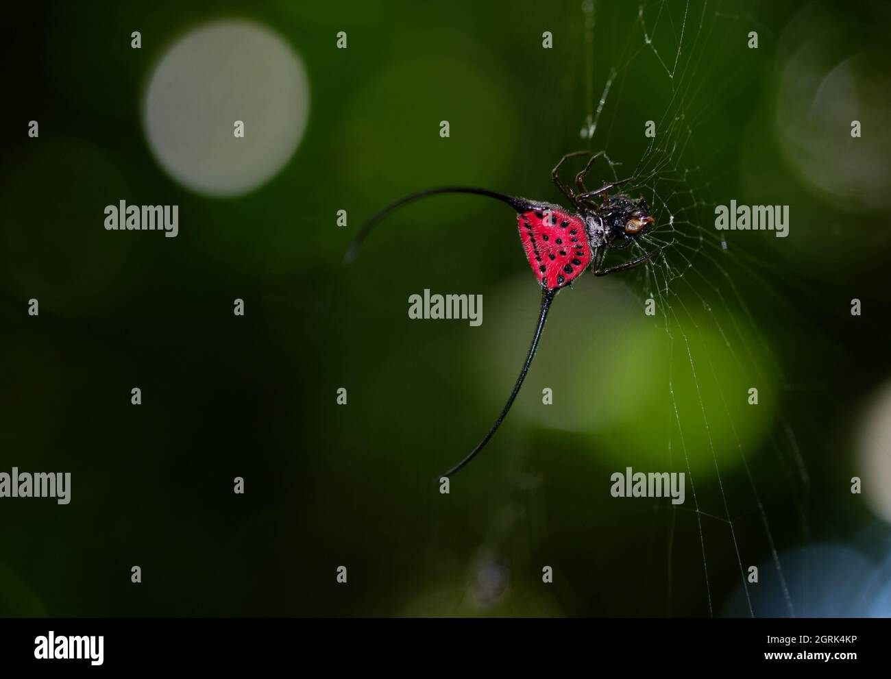 Spinne mit horn -Fotos und -Bildmaterial in hoher Auflösung – Alamy