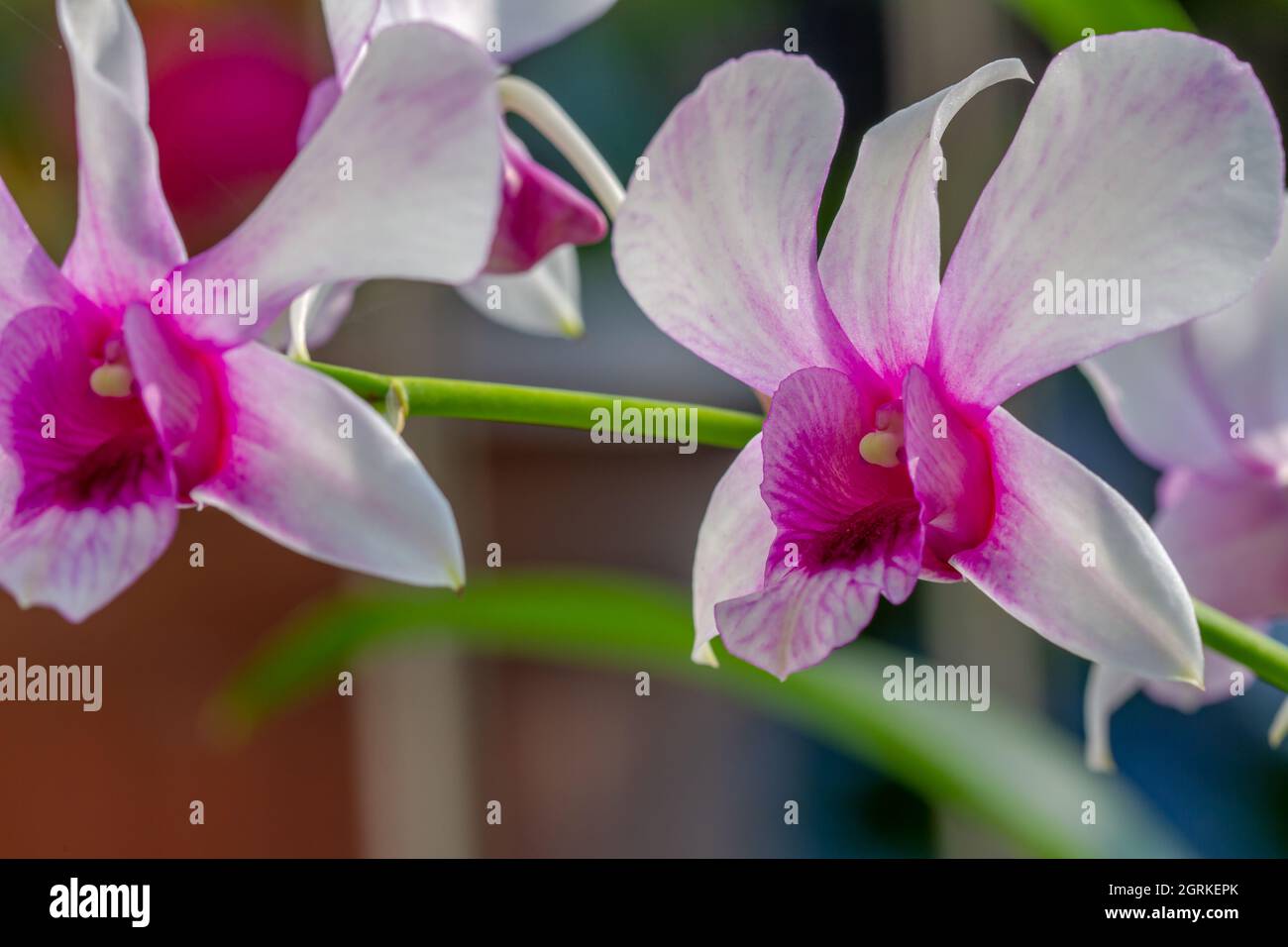 Dendrobium arten -Fotos und -Bildmaterial in hoher Auflösung – Alamy