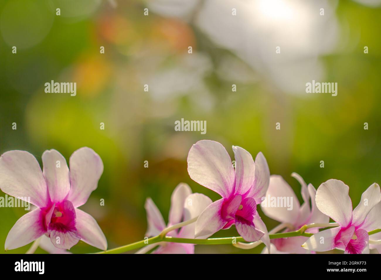Die Orchideenblume mit dem Artnamen Dendrobium nobile blüht in weiß und lila Stockfotografie - Alamy
