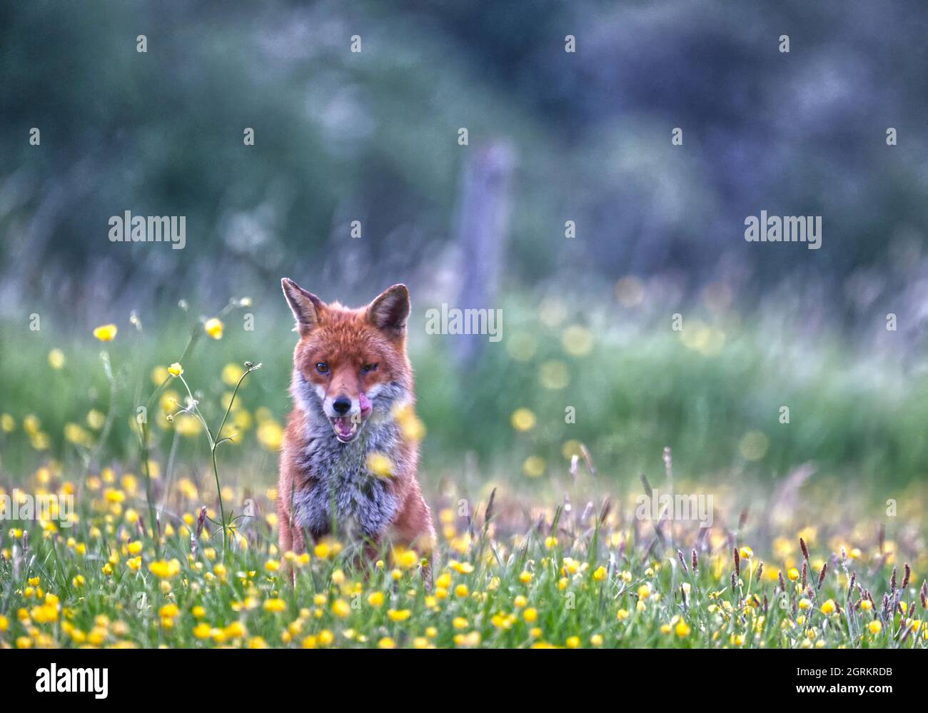 Roter fuchs in der blumenwiese -Fotos und -Bildmaterial in hoher ...