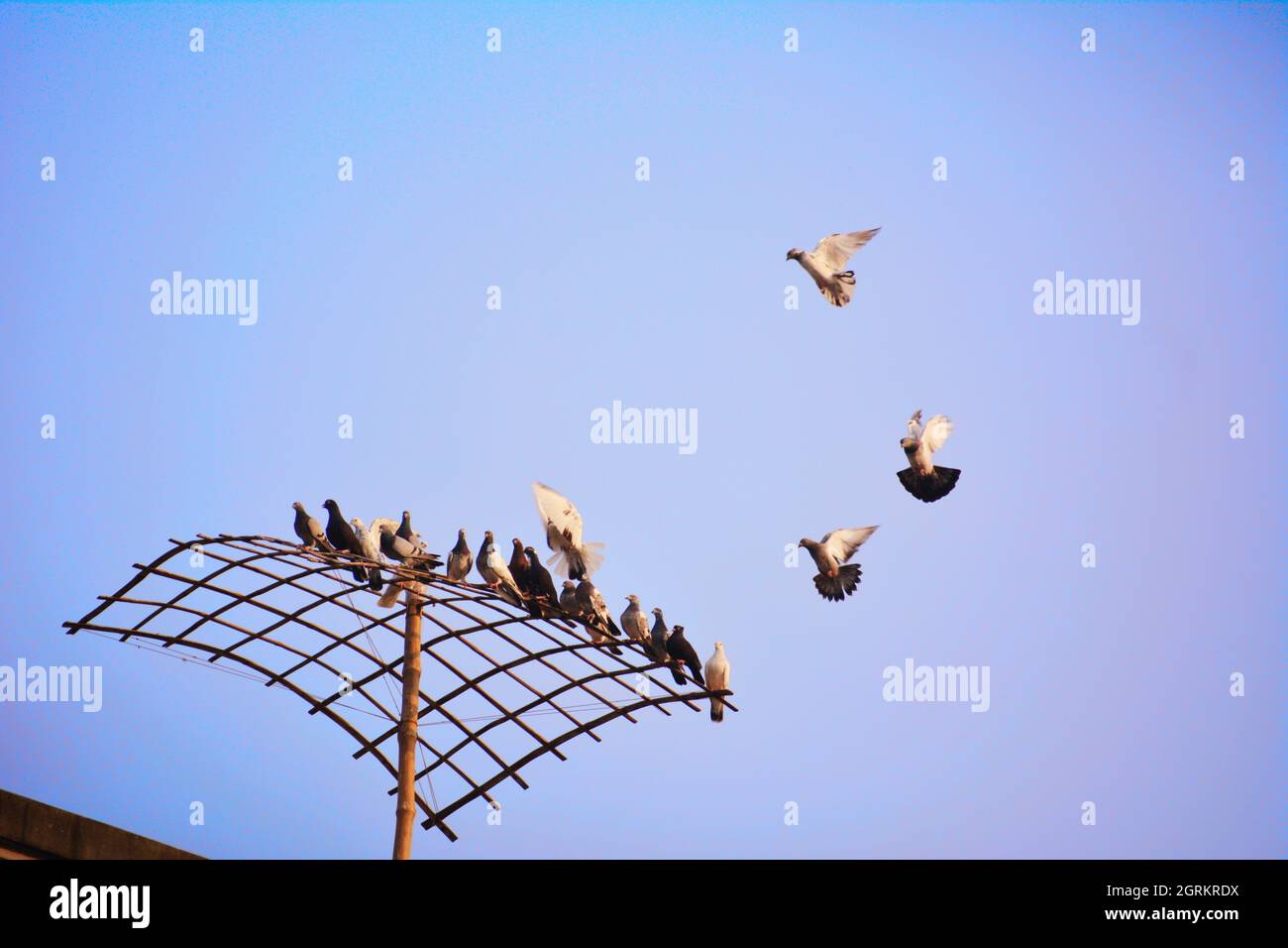 Tauben foto -Fotos und -Bildmaterial in hoher Auflösung – Alamy