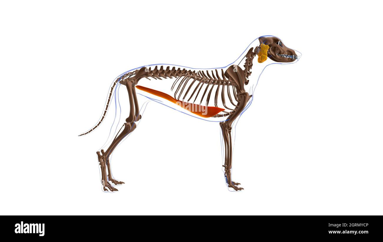 Rectus abdominus Muscle Dog Muscle Anatomy for Medical Concept 3D ...