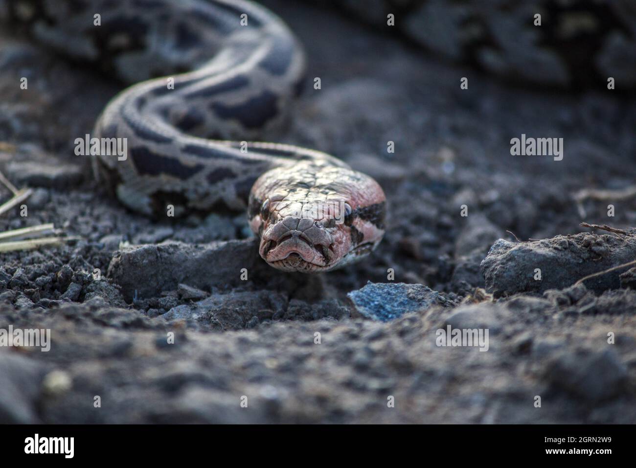 Felsenpython indien -Fotos und -Bildmaterial in hoher Auflösung – Alamy