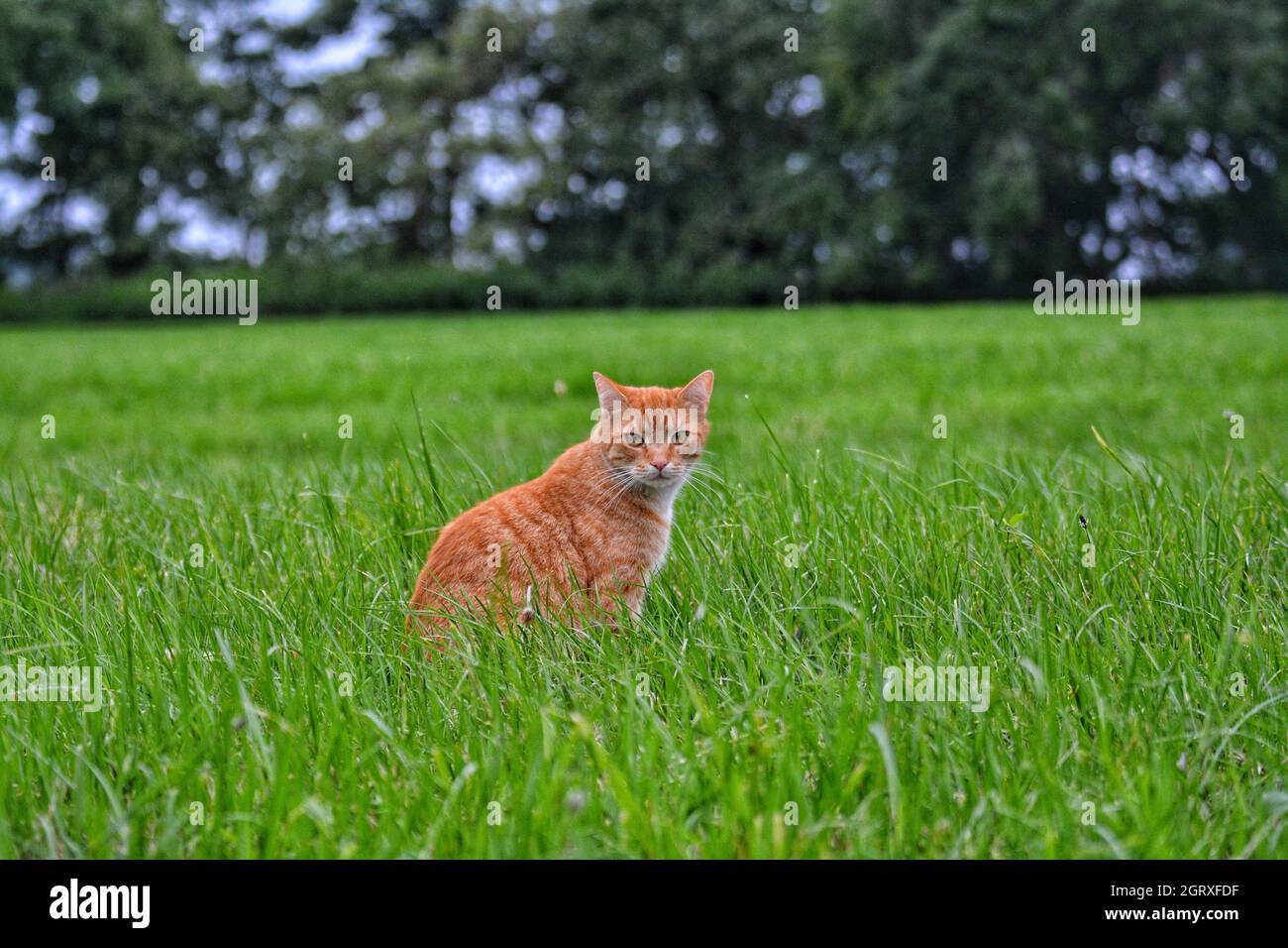 Fuchs tabby katze -Fotos und -Bildmaterial in hoher Auflösung – Alamy