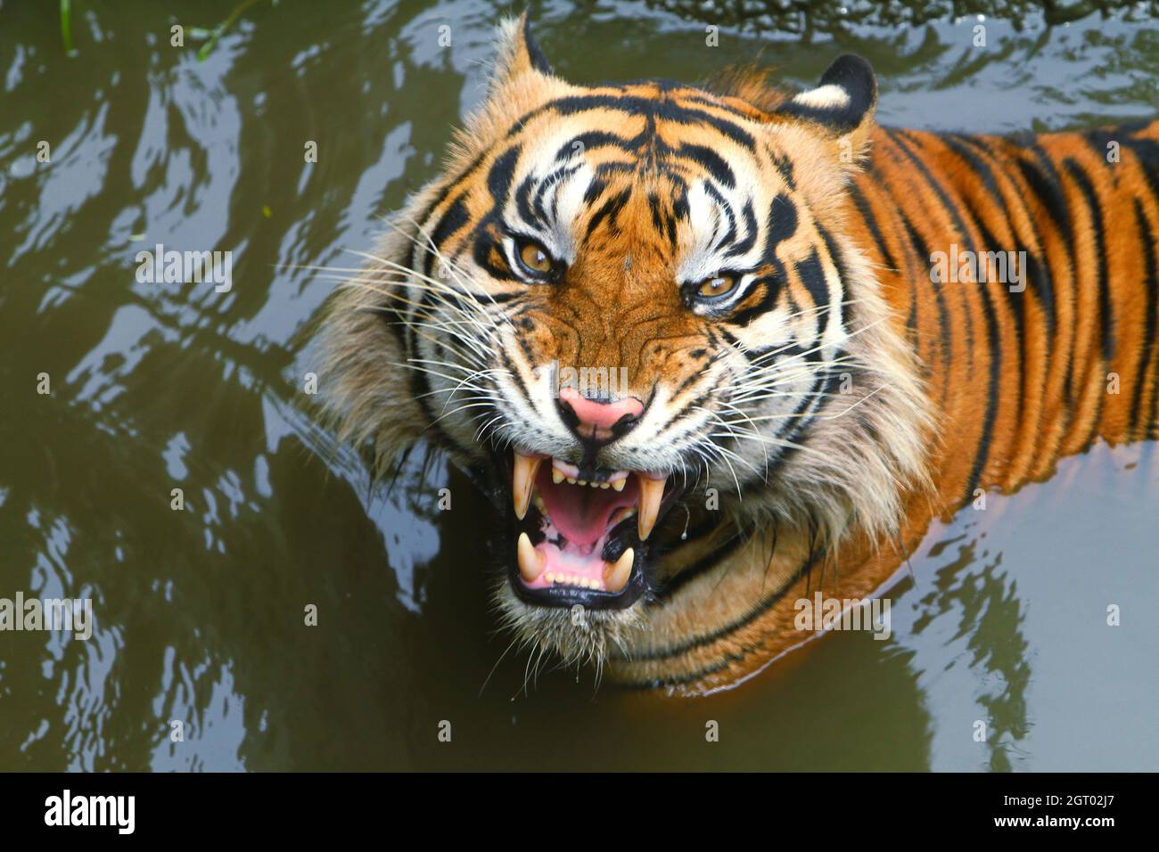 Sumatran tiger im wasser -Fotos und -Bildmaterial in hoher Auflösung ...