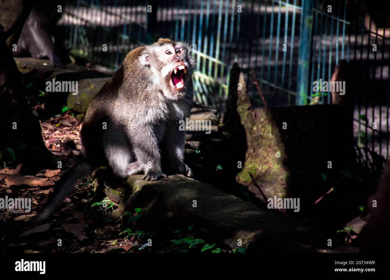 Roaring monkey -Fotos und -Bildmaterial in hoher Auflösung – Alamy