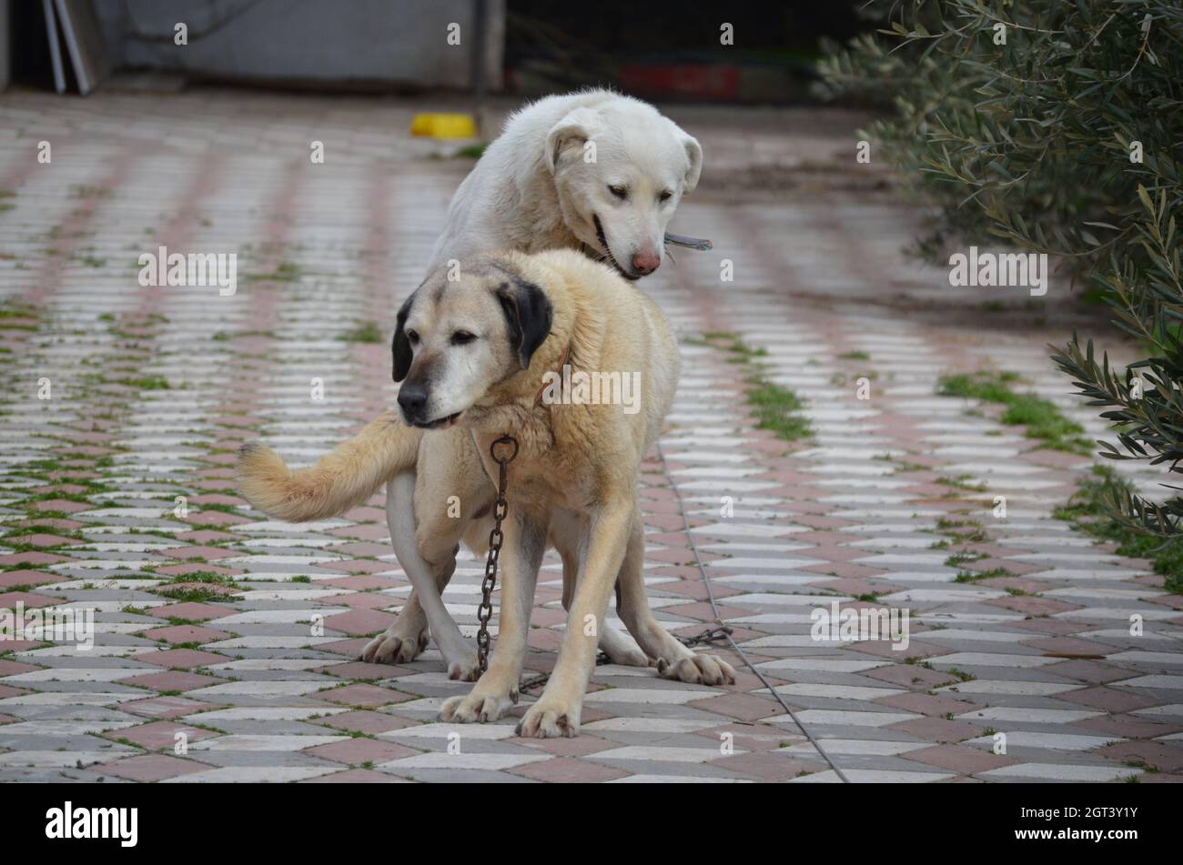 Mating dogs -Fotos und -Bildmaterial in hoher Auflösung – Alamy
