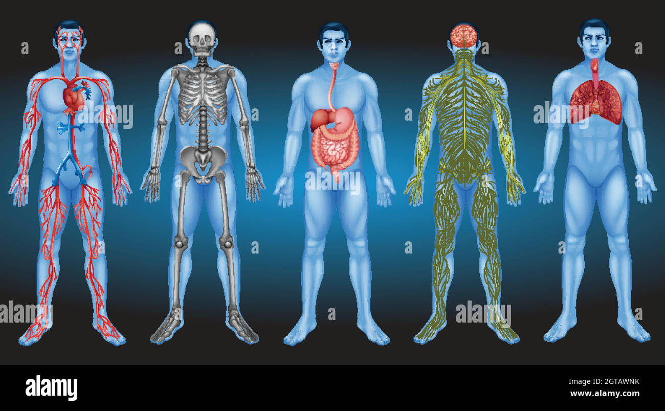 Innere organe -Fotos und -Bildmaterial in hoher Auflösung – Alamy
