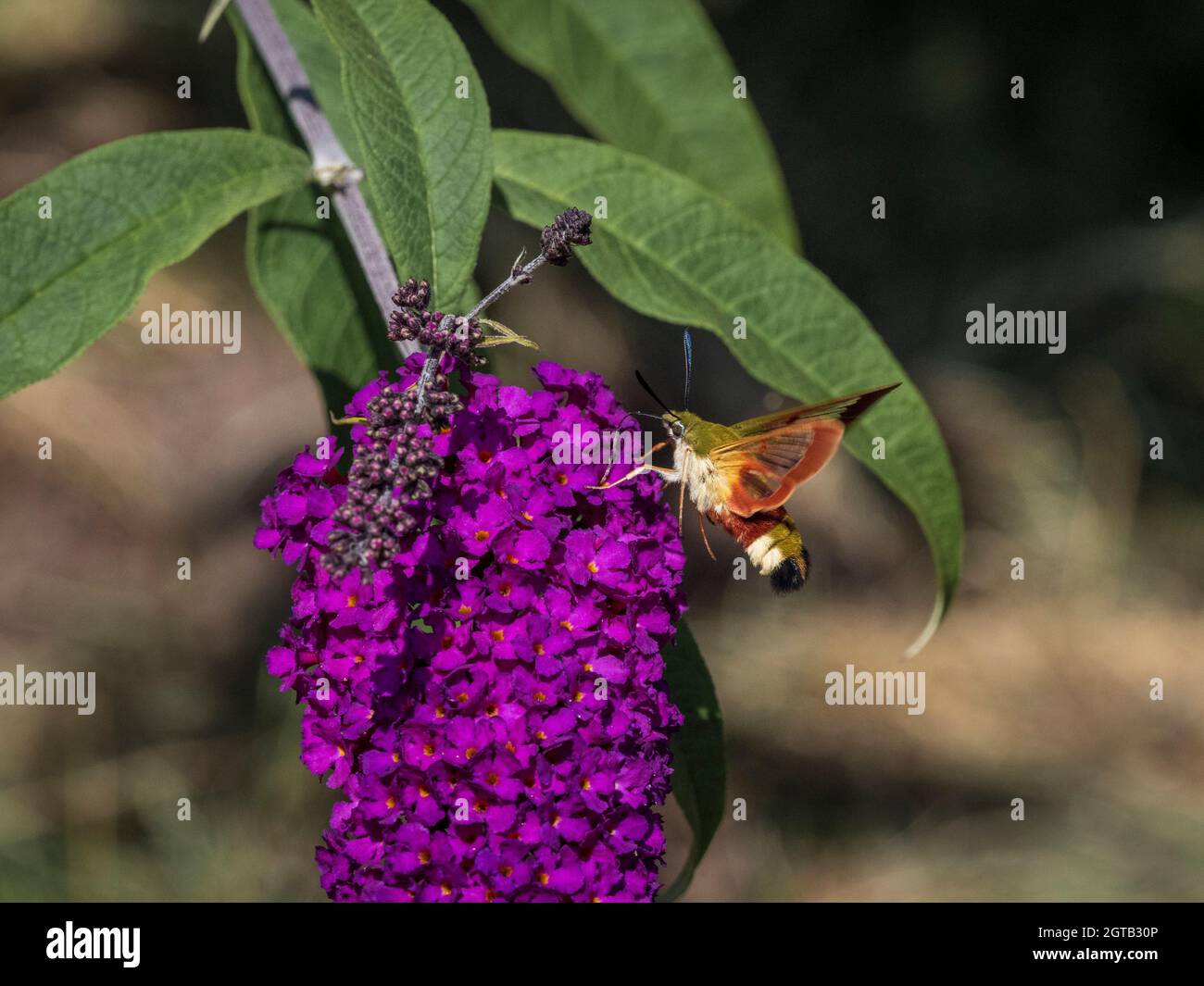 Lepidoptera papillons und milben -Fotos und -Bildmaterial in hoher ...