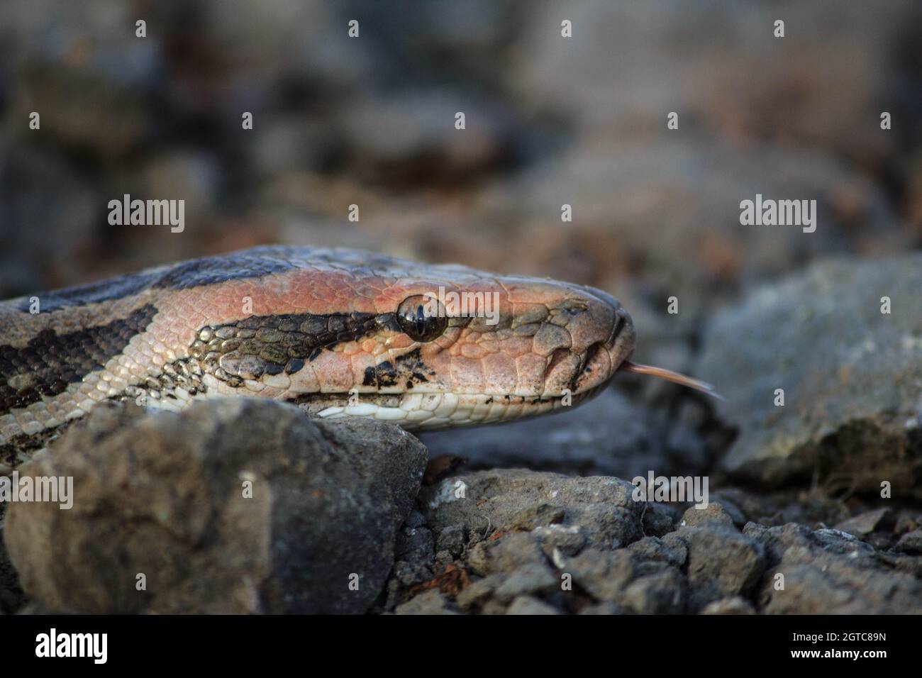 Felsenpython indien -Fotos und -Bildmaterial in hoher Auflösung – Alamy