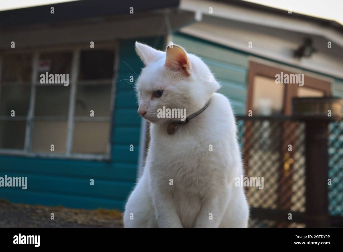 Katze sitzt wie -Fotos und -Bildmaterial in hoher Auflösung – Alamy