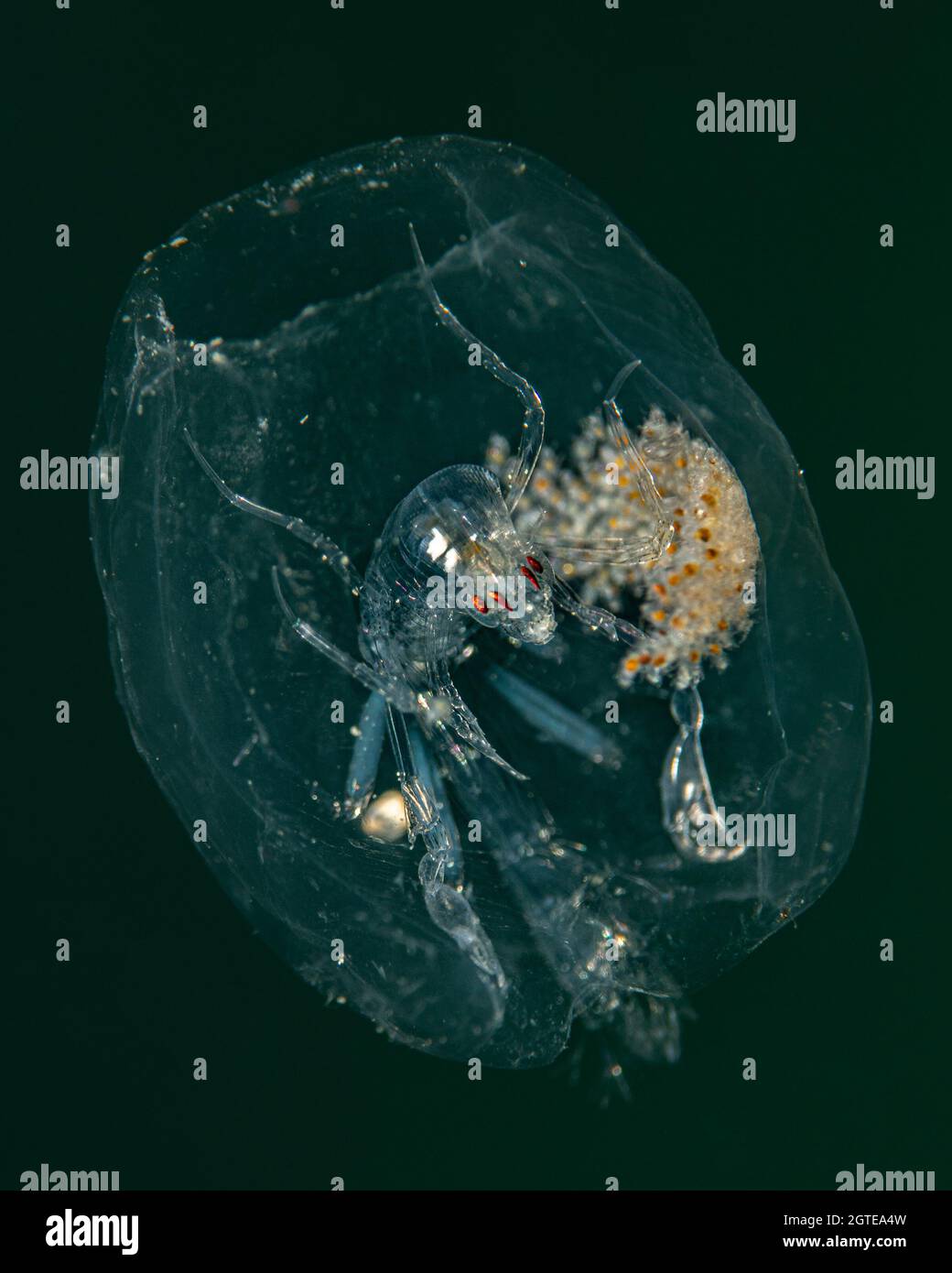 Phronima sedentaria -Fotos und -Bildmaterial in hoher Auflösung – Alamy