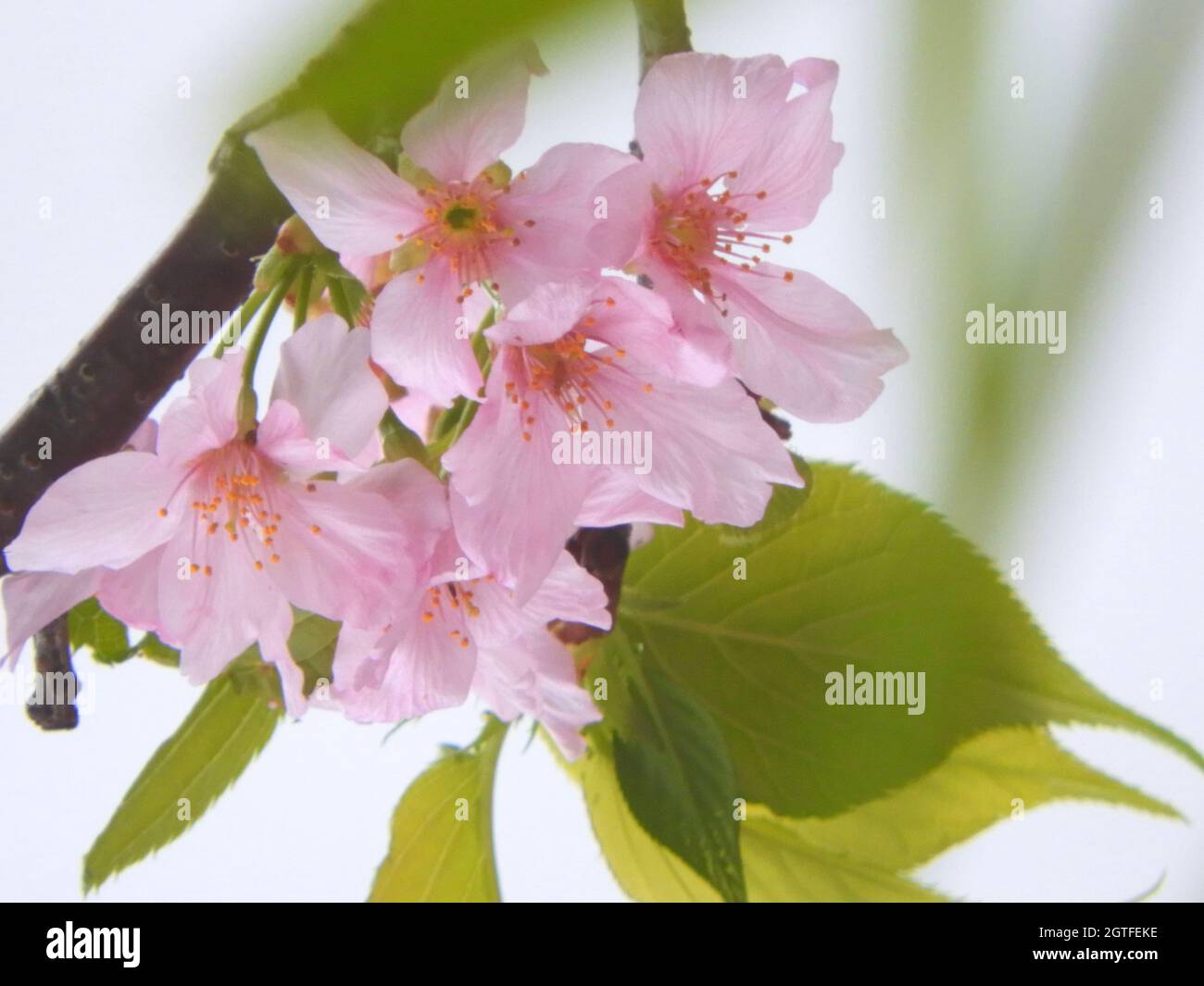 Der Kirschblütenbaum ist wirklich Ein Anblick, den man sehen kann ...