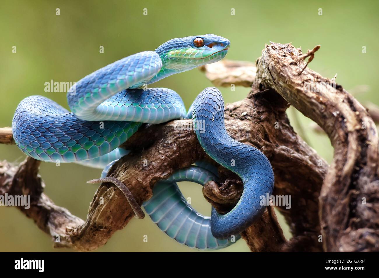 Blue pit viper snake -Fotos und -Bildmaterial in hoher Auflösung – Alamy