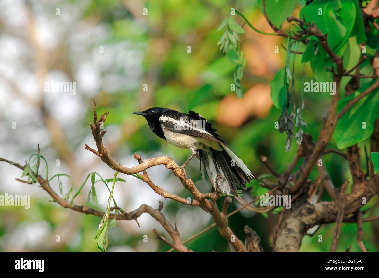 Elster robin vogel auf baum -Fotos und -Bildmaterial in hoher Auflösung ...