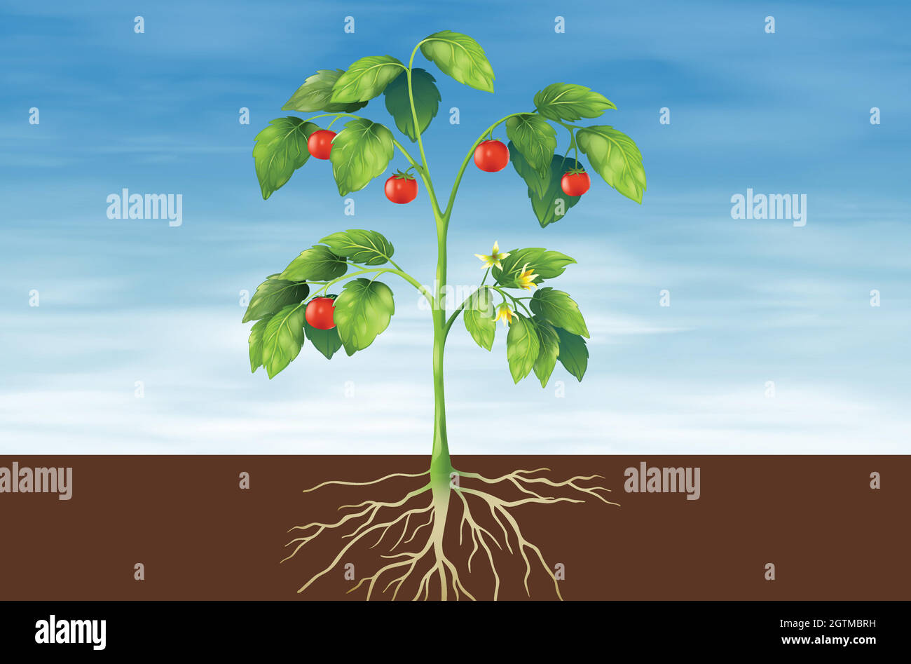 Stiel anatomie Stock-Vektorgrafiken kaufen - Alamy