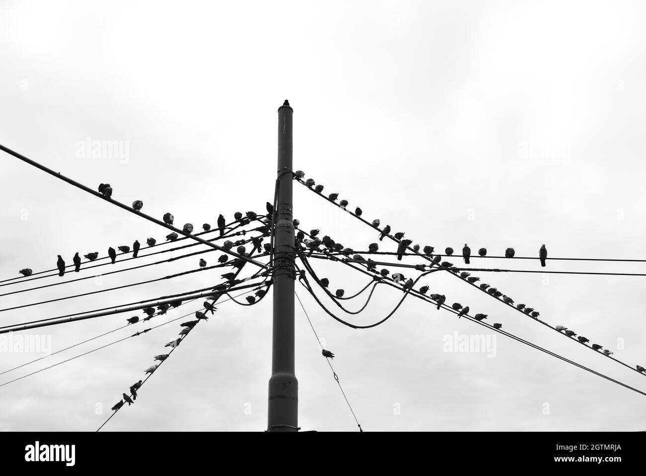 Columba livia domestica tauben -Fotos und -Bildmaterial in hoher ...
