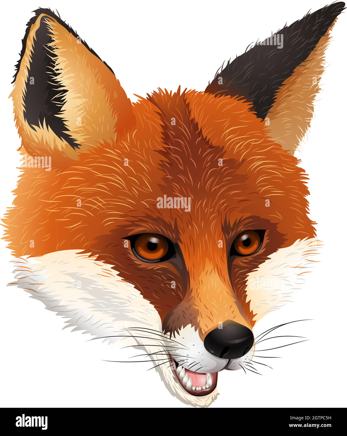 Roter fuchs schädel -Fotos und -Bildmaterial in hoher Auflösung – Alamy