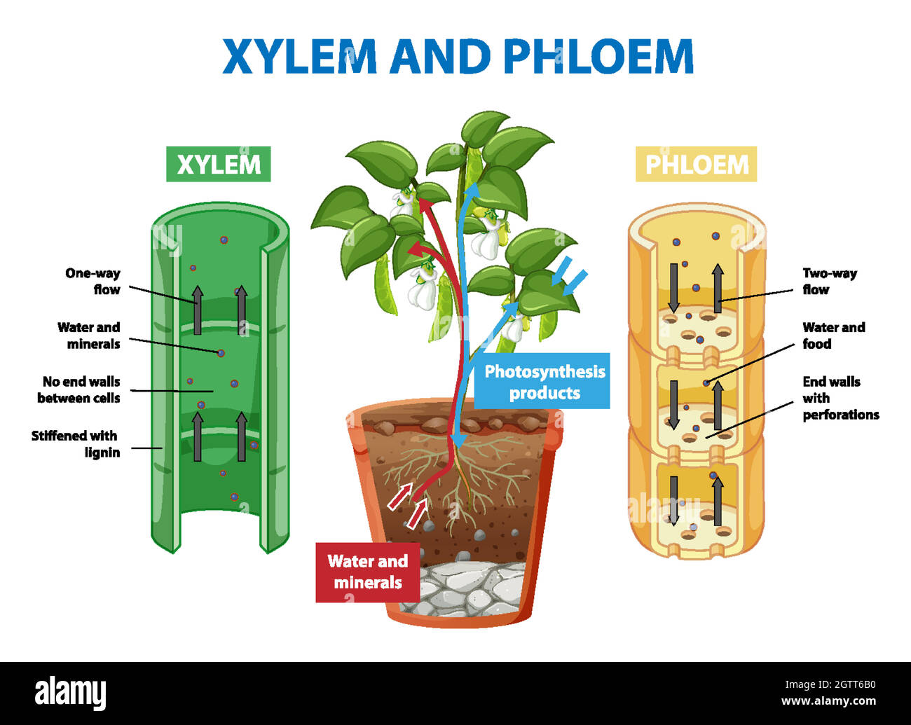diagramm-mit-xylem-und-phloem-der-pflanze-stock-vektorgrafik-alamy