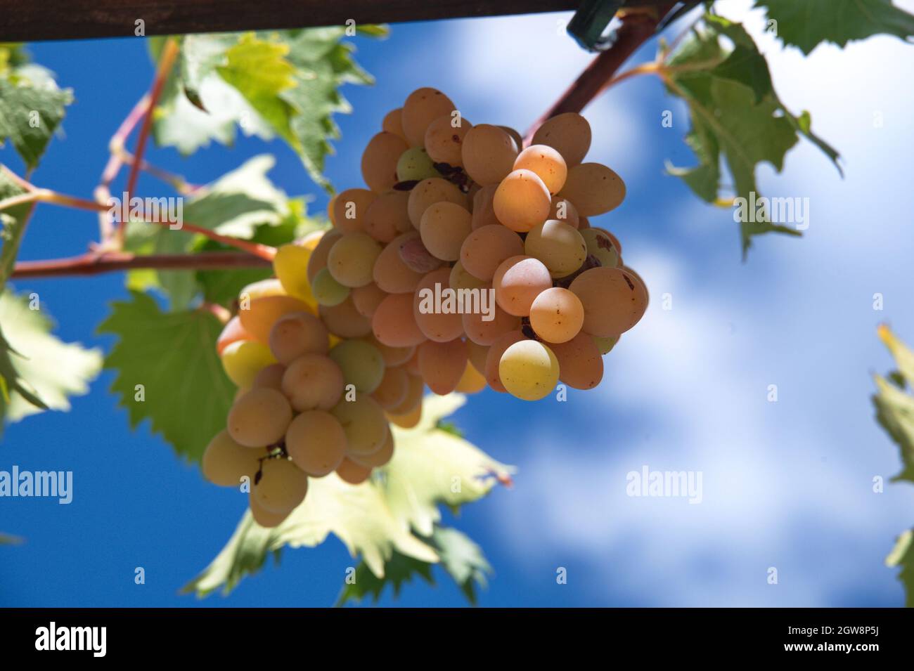 Laub trauben -Fotos und -Bildmaterial in hoher Auflösung – Alamy