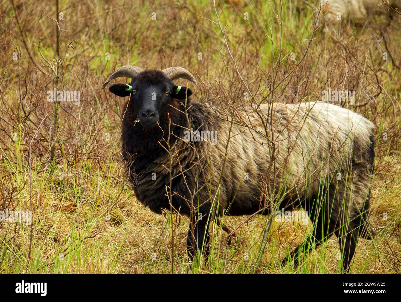 Ouessant schaf -Fotos und -Bildmaterial in hoher Auflösung – Alamy