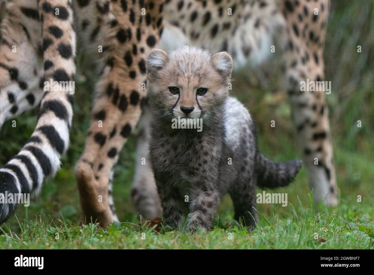 Ein 8 Wochen altes Gepard-Junge, das erste Junge, das seit zehn Jahren ...