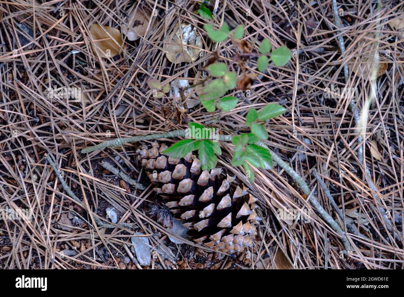 Wandern auf der Ruta Botanica im Erholungsgebiet El Alcazar, Alcaucin ...