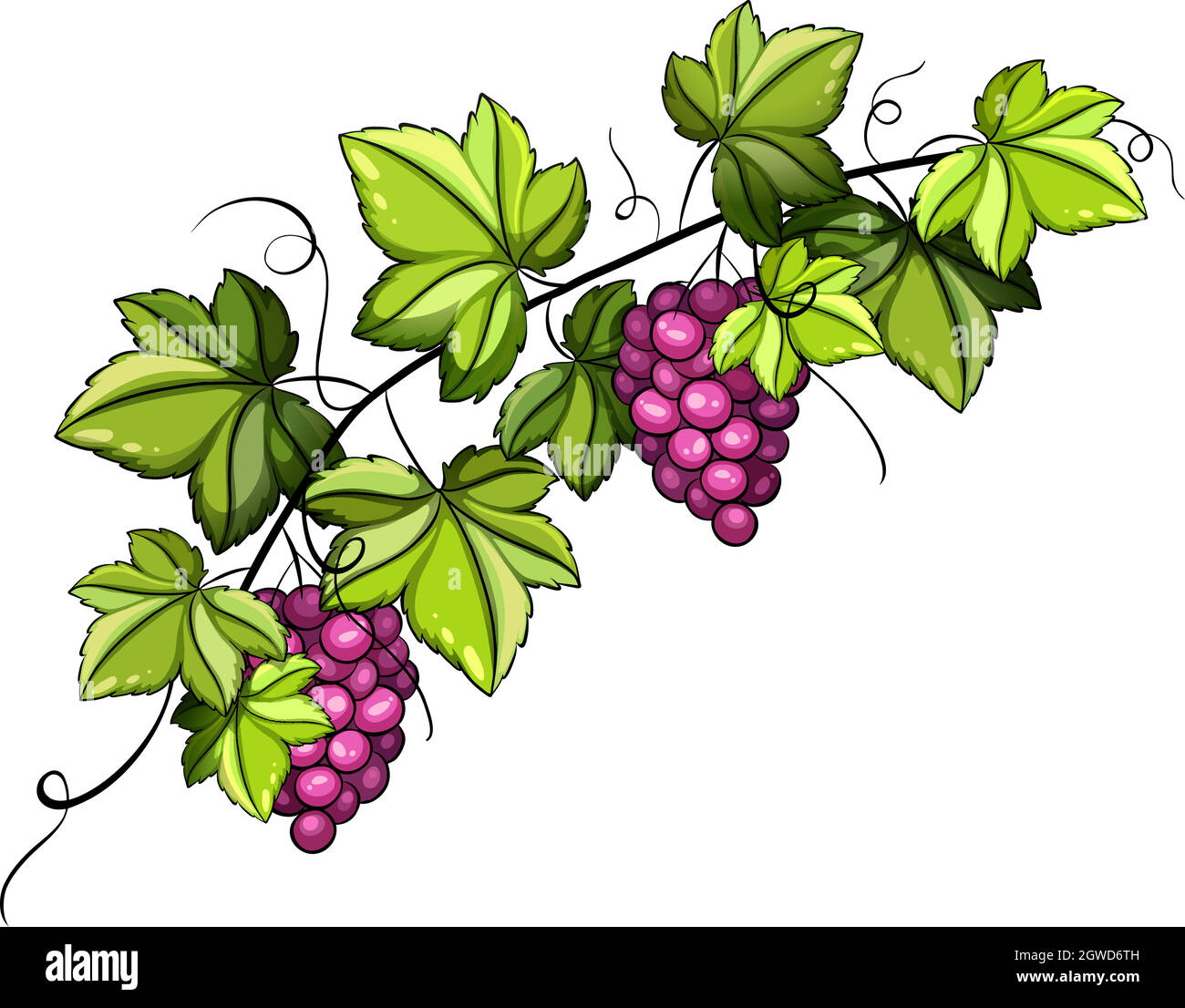 Weinrebe mit blatt freigestellt Stock-Vektorgrafiken kaufen - Alamy