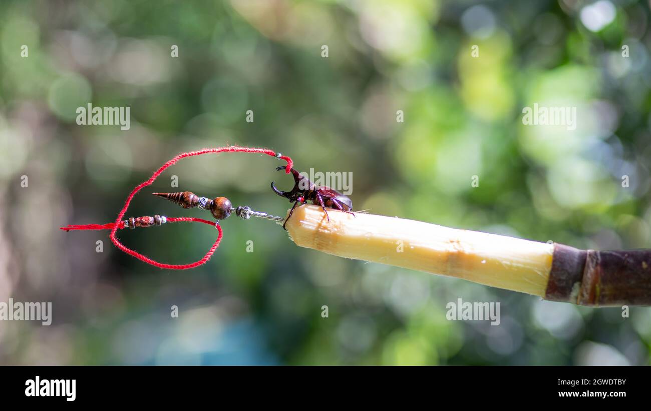 Fighting beetle -Fotos und -Bildmaterial in hoher Auflösung – Alamy