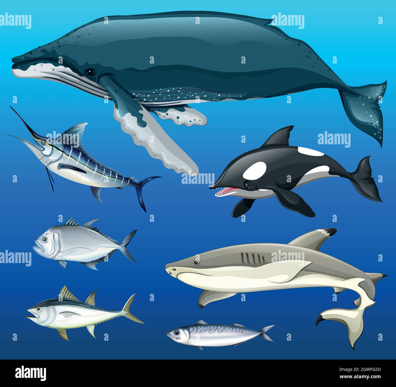 Types of fish -Fotos und -Bildmaterial in hoher Auflösung – Alamy