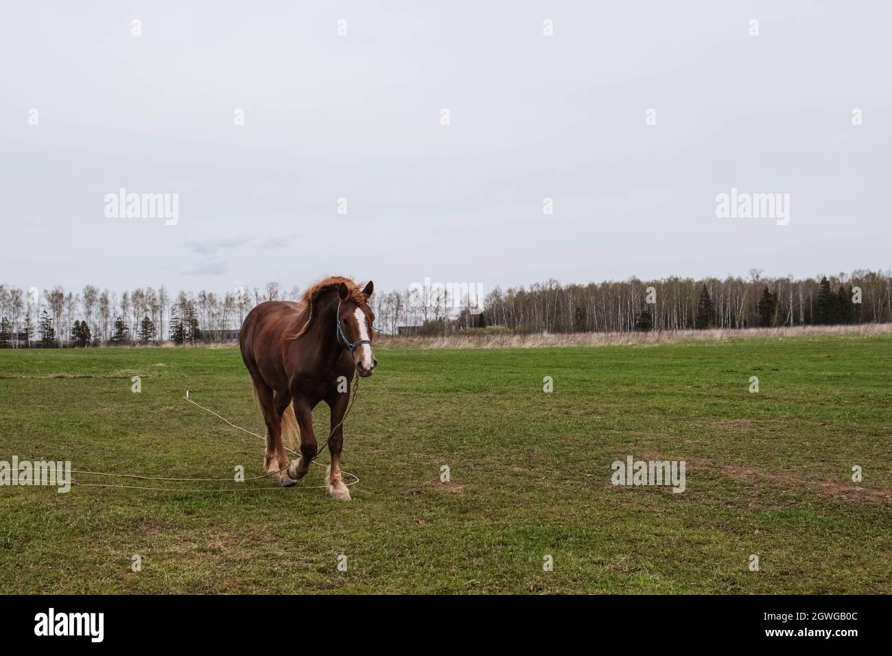 Starke rasse -Fotos und -Bildmaterial in hoher Auflösung – Alamy