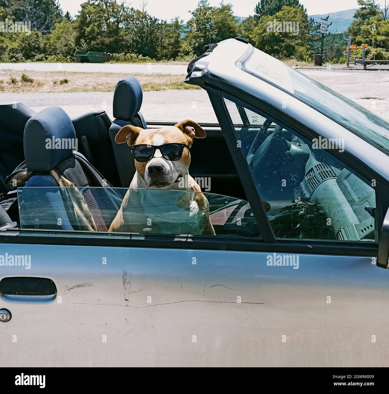 Hund cabrio auto -Fotos und -Bildmaterial in hoher Auflösung – Alamy