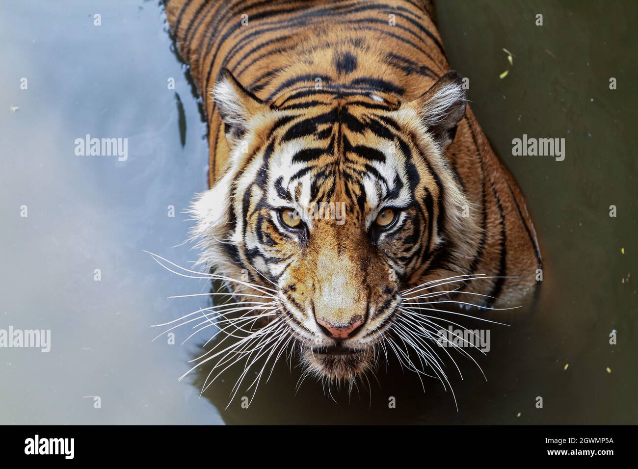 Sumatran tiger im wasser -Fotos und -Bildmaterial in hoher Auflösung ...