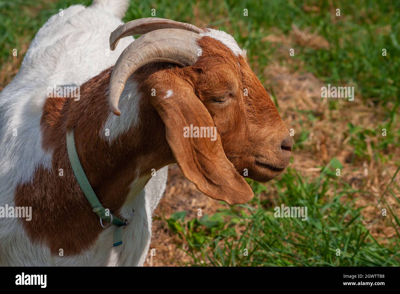 Goat profile -Fotos und -Bildmaterial in hoher Auflösung – Alamy
