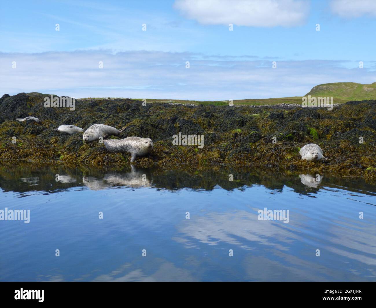 Robben haustiere -Fotos und -Bildmaterial in hoher Auflösung – Alamy