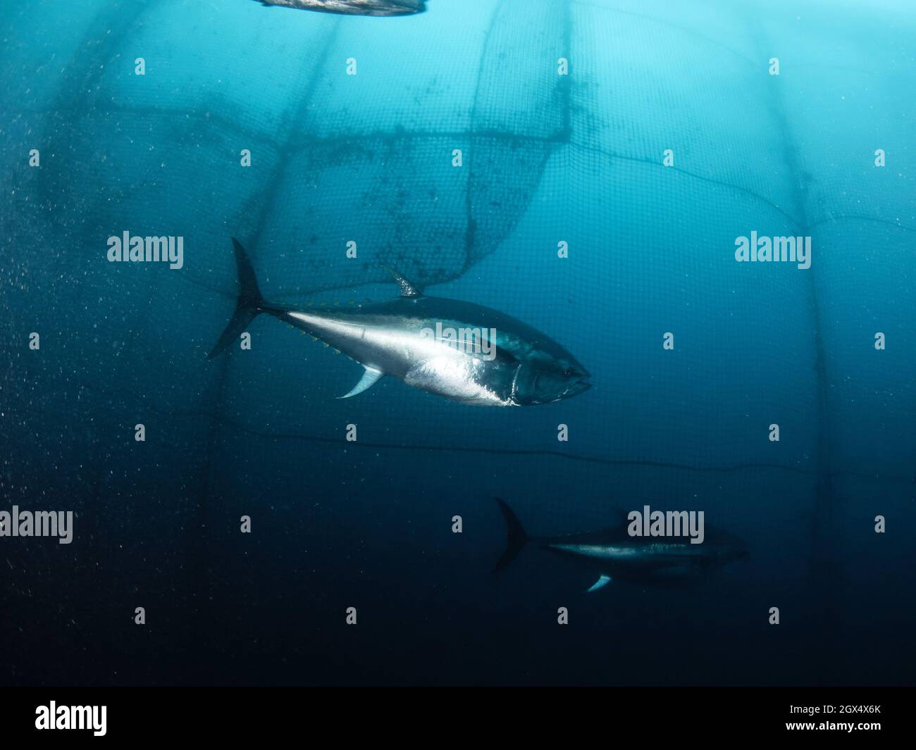 Tuna species -Fotos und -Bildmaterial in hoher Auflösung – Alamy