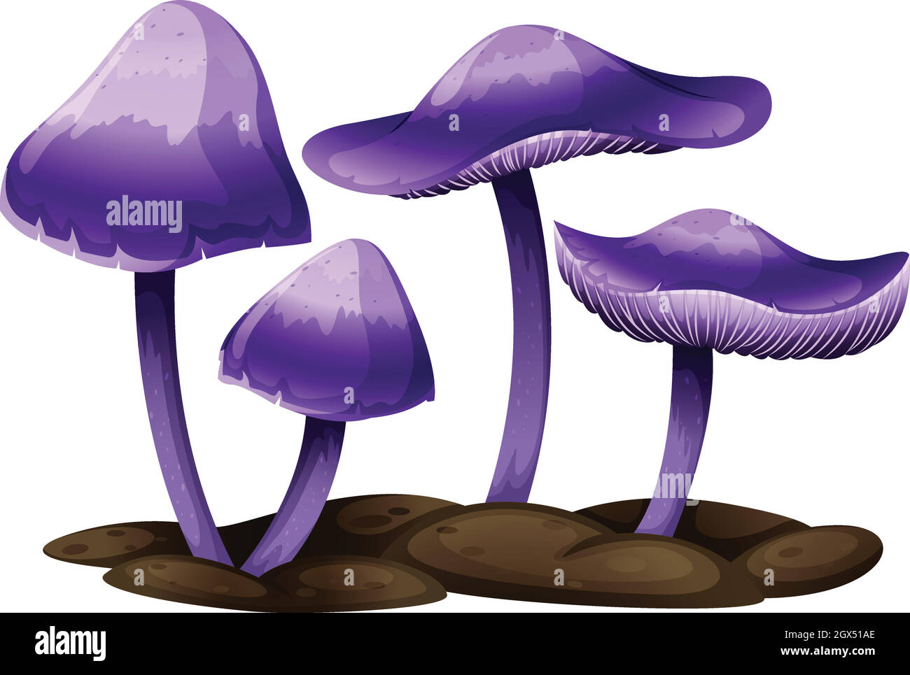 Mycelium mushroom Stock-Vektorgrafiken kaufen - Alamy