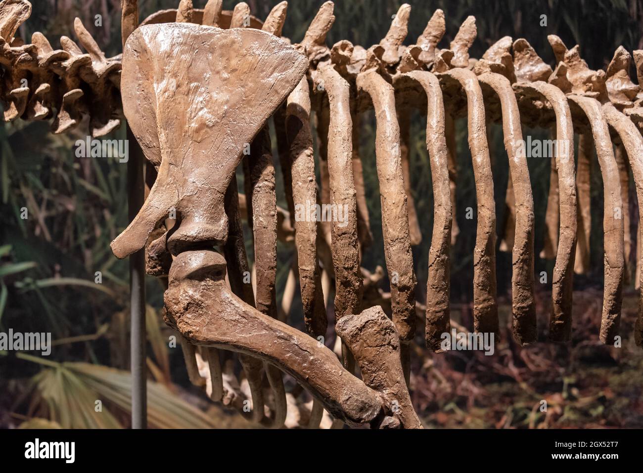 Skelettdetail eines Ambulocetus (Wal, der an Land und Wasser lebte ...