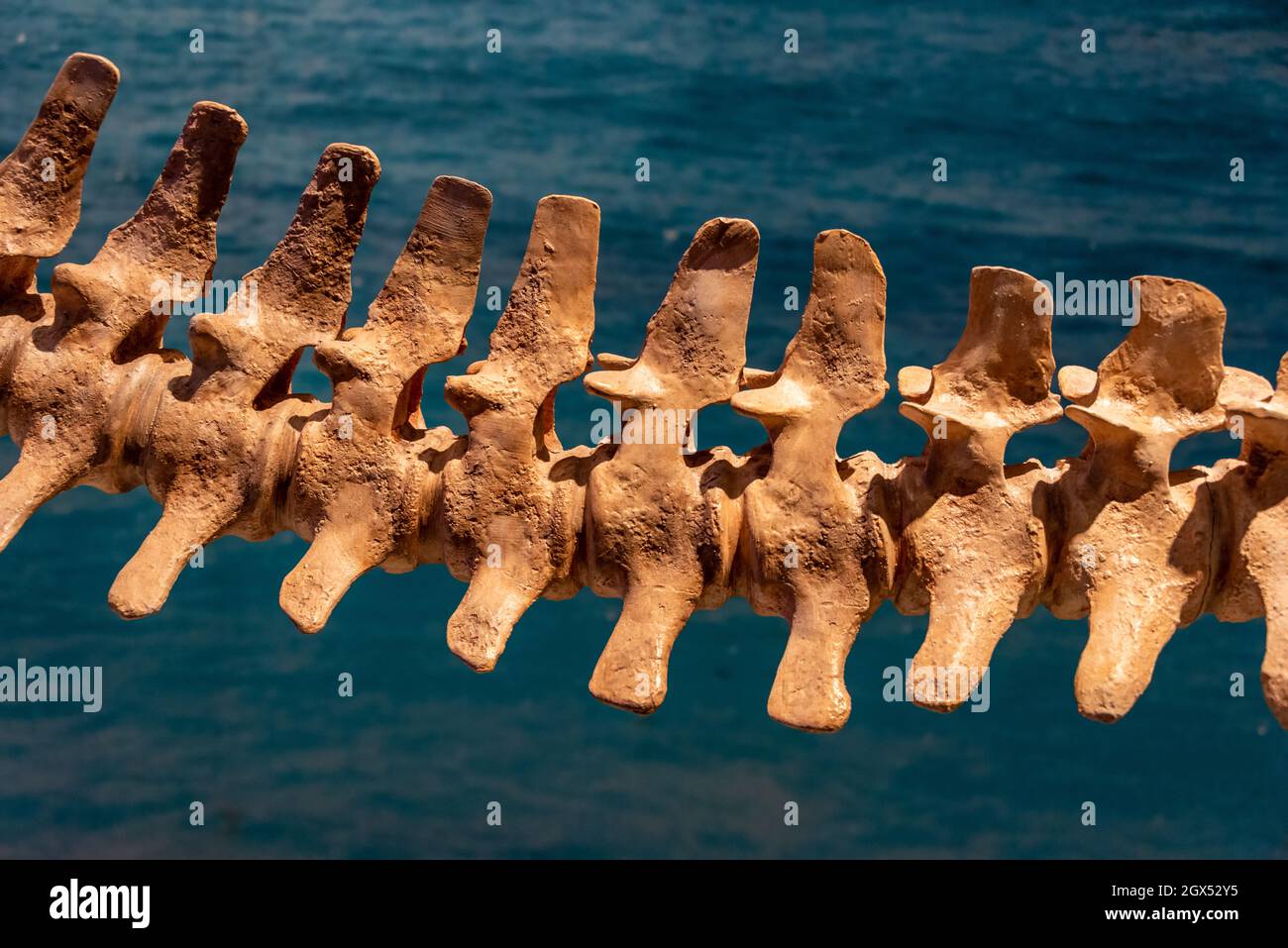 Wirbeltiere eines Durodon (Wal mit reduzierten Beinen). Das Bild wurde ...