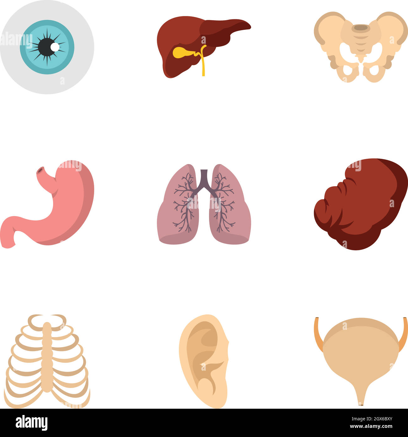 Symbole für innere menschliche Organe, flacher Stil Stock-Vektorgrafik ...