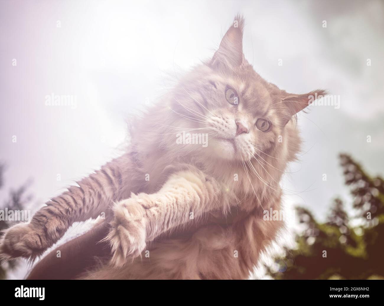 Die große pelzige Katze maine coon hob sich in die Luft Stockfotografie ...