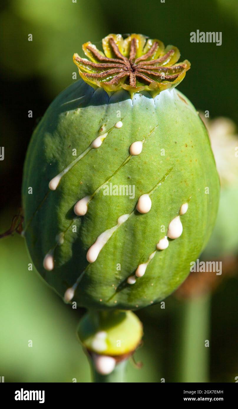 Geschnittener Mohn für Opium, Detail von Opiummohn in lateinischem ...