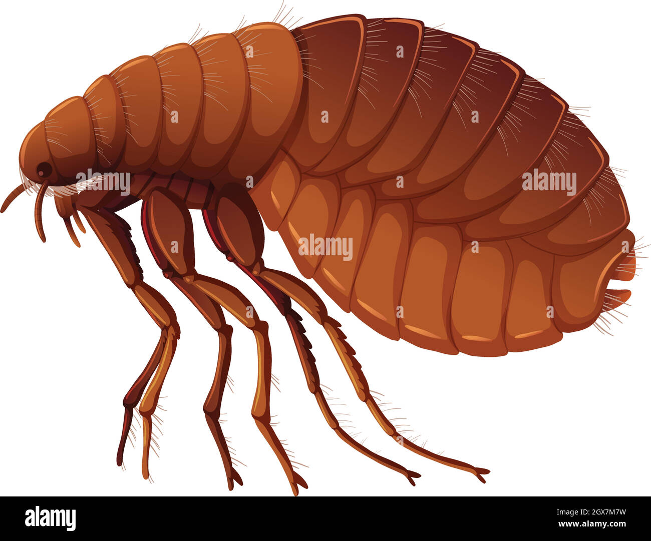 Lebenszyklus der wildtiere Stock-Vektorgrafiken kaufen - Alamy