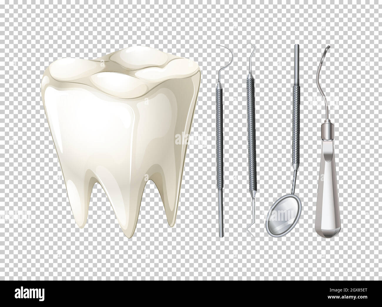 Zahn anatomie Stock-Vektorgrafiken kaufen - Alamy