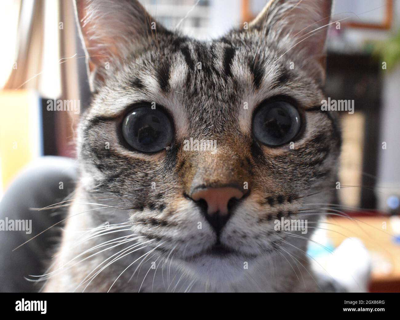 Katze selfie -Fotos und -Bildmaterial in hoher Auflösung – Alamy