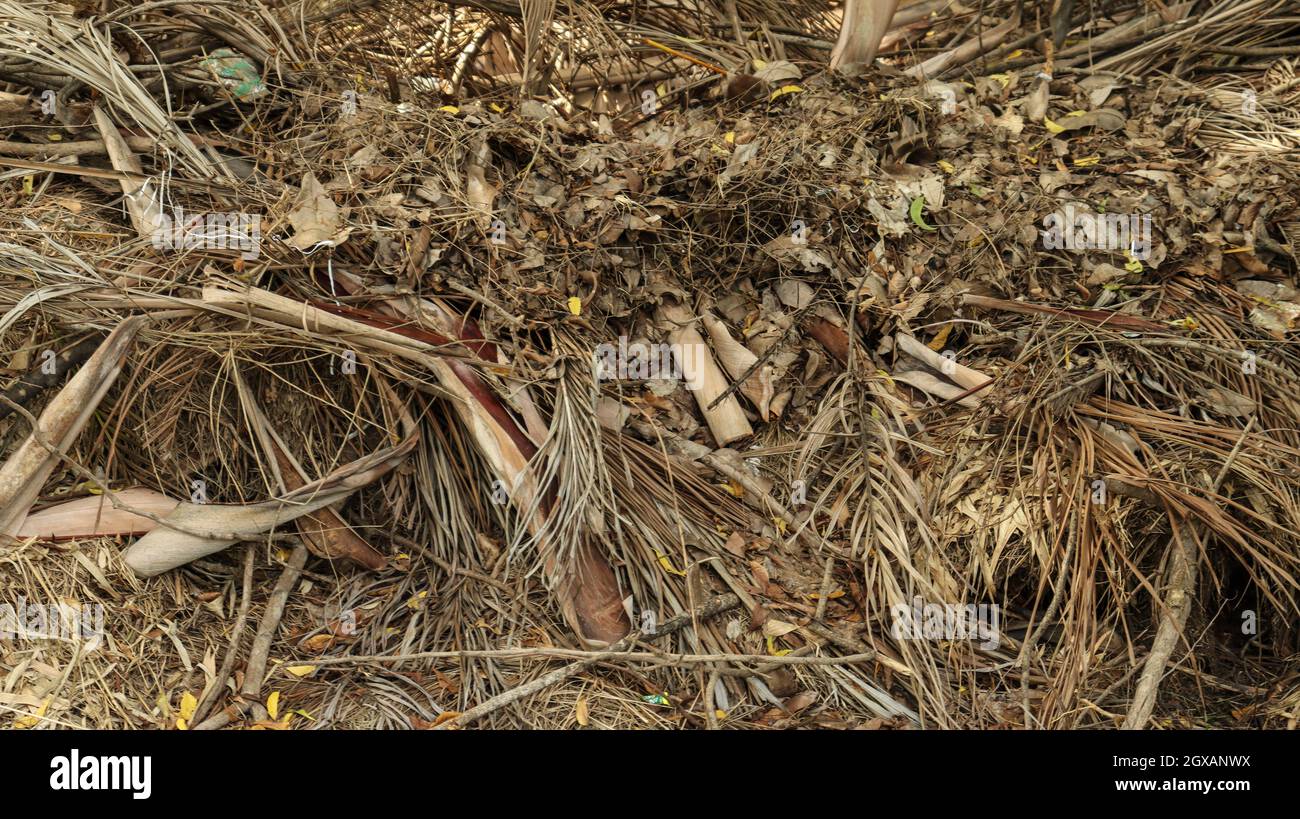 Haufen von pinien -Fotos und -Bildmaterial in hoher Auflösung – Alamy