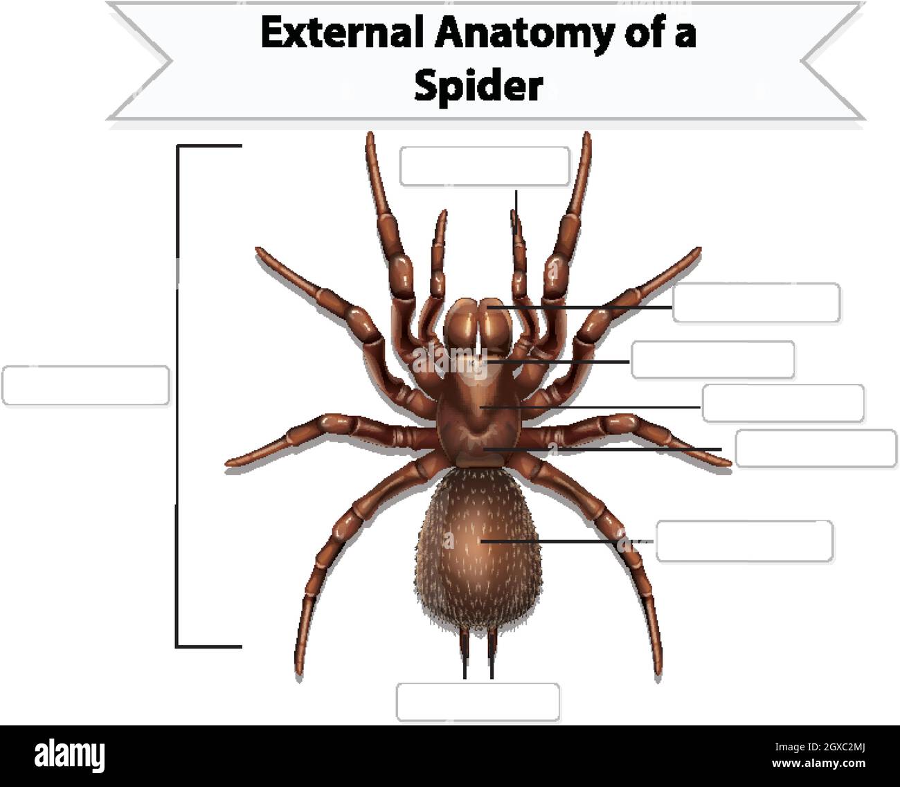Abbildung des Arbeitsblatts „Externe Anatomie einer Spinne“ Stock ...