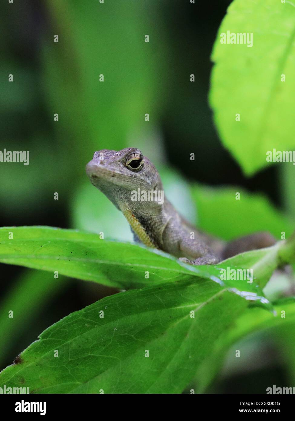 Die braune anole Stockfotos und -bilder Kaufen - Alamy