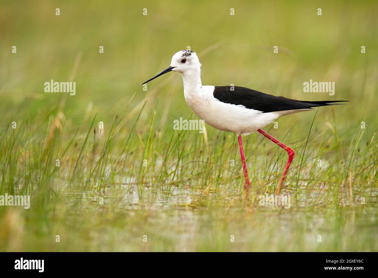 Sumpf wal -Fotos und -Bildmaterial in hoher Auflösung – Alamy