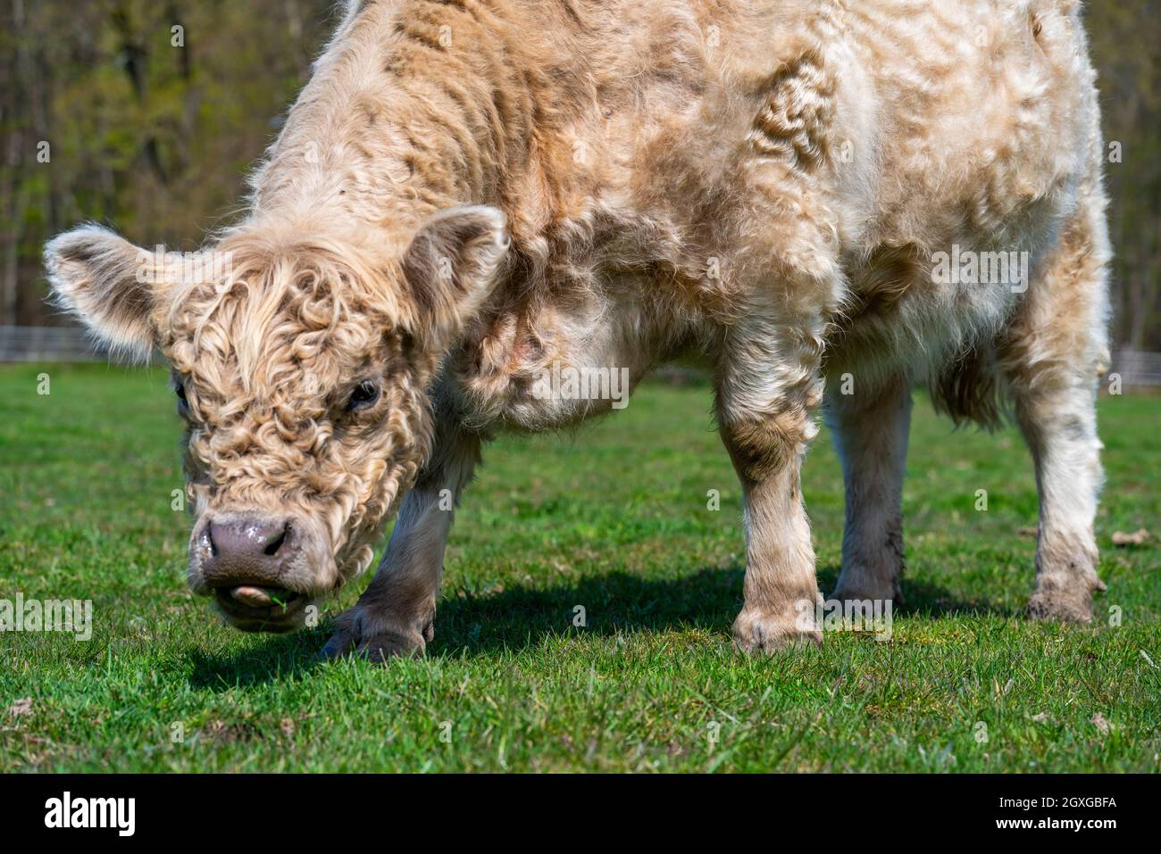 Kuh mit langen haaren -Fotos und -Bildmaterial in hoher Auflösung – Alamy